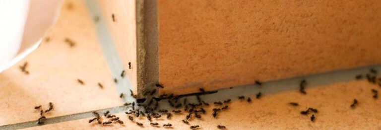 Comment prévenir les invasions des fourmis